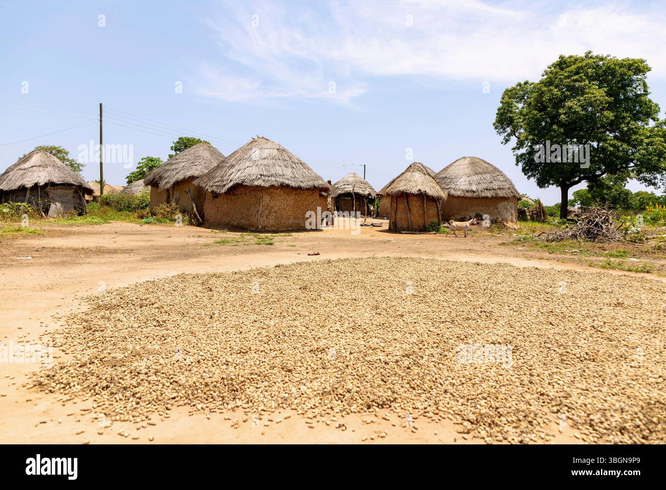 Janikura, traditional round hut village of the Gonja and shea nuts laid ...