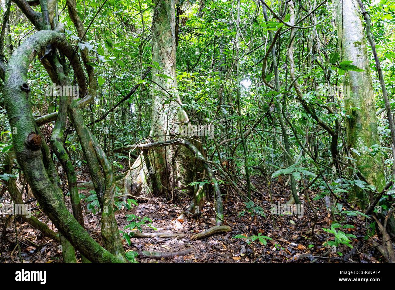 Path through the rainforest in Kakum National Park in the Central ...