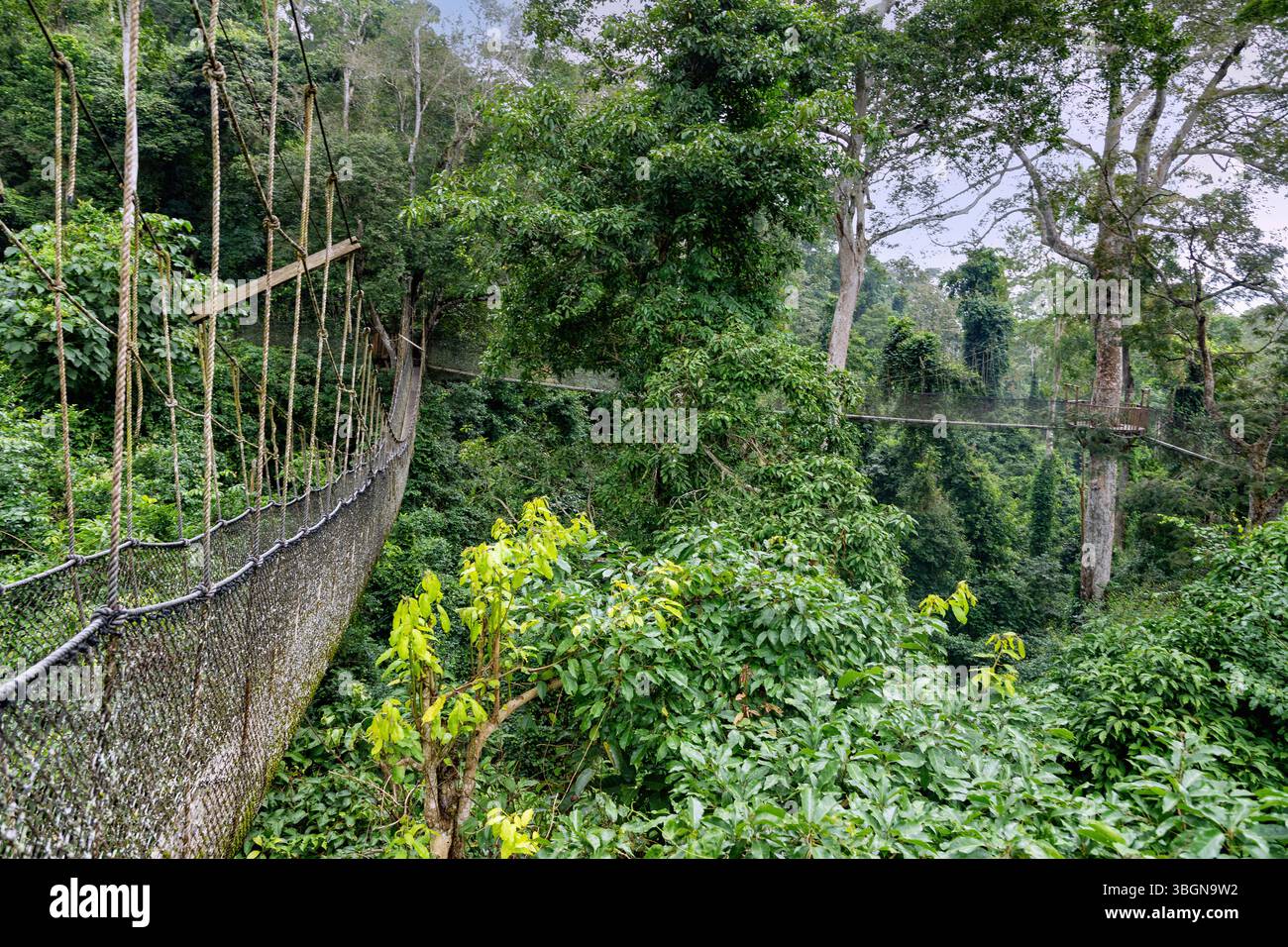 Treetop walk in Kakum National Park in the Central Region in the south ...