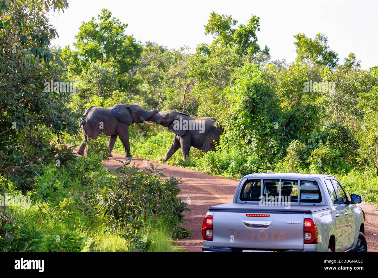 Elephants fight on a track in Mole National Park in the Savannah Region ...