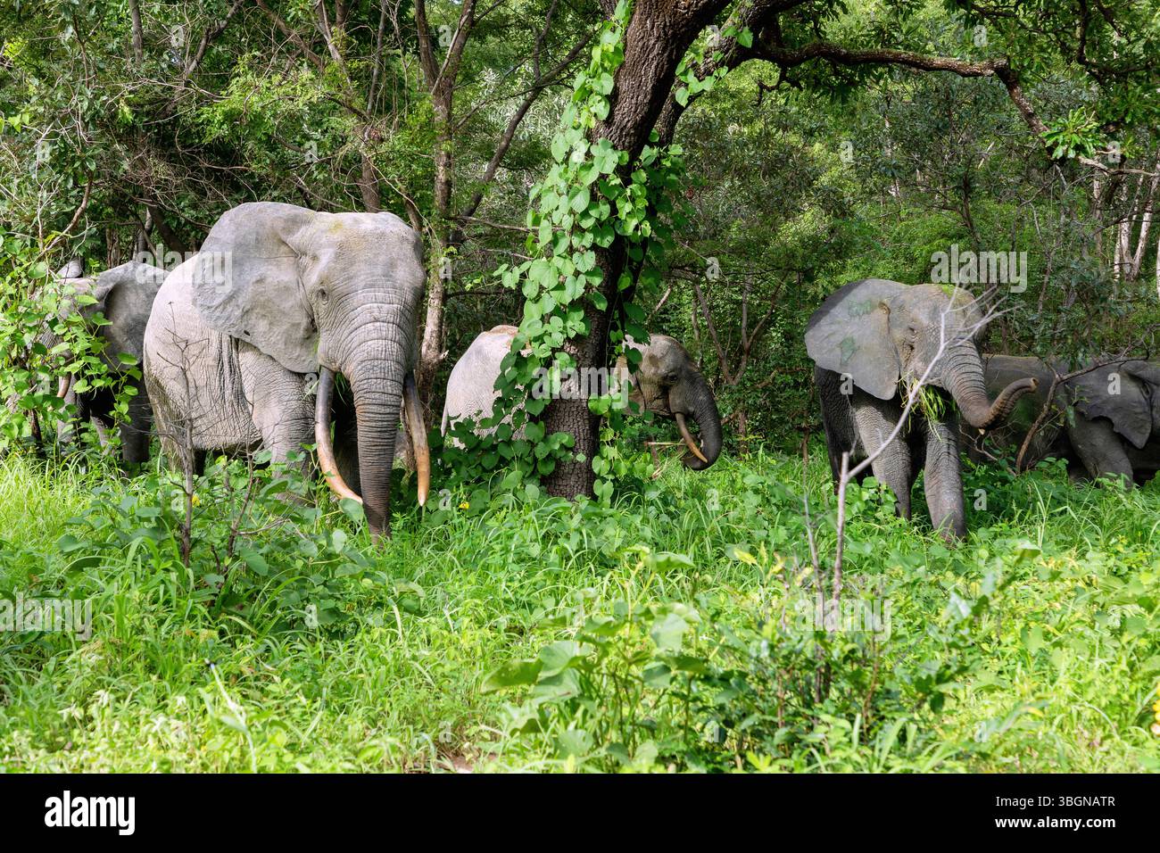 Elephants feeding in the bush in Mole National Park in the Savannah ...