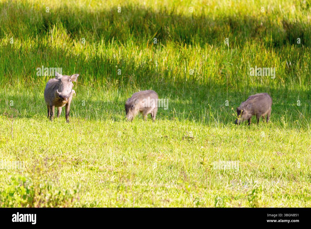 Warthogs in Mole National Park in the Savannah region of northern Ghana ...