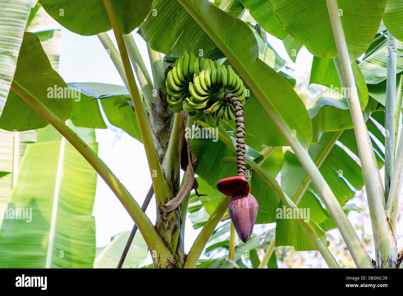 Flower and fruit stand of the plantain on the island of Sao Tome in ...