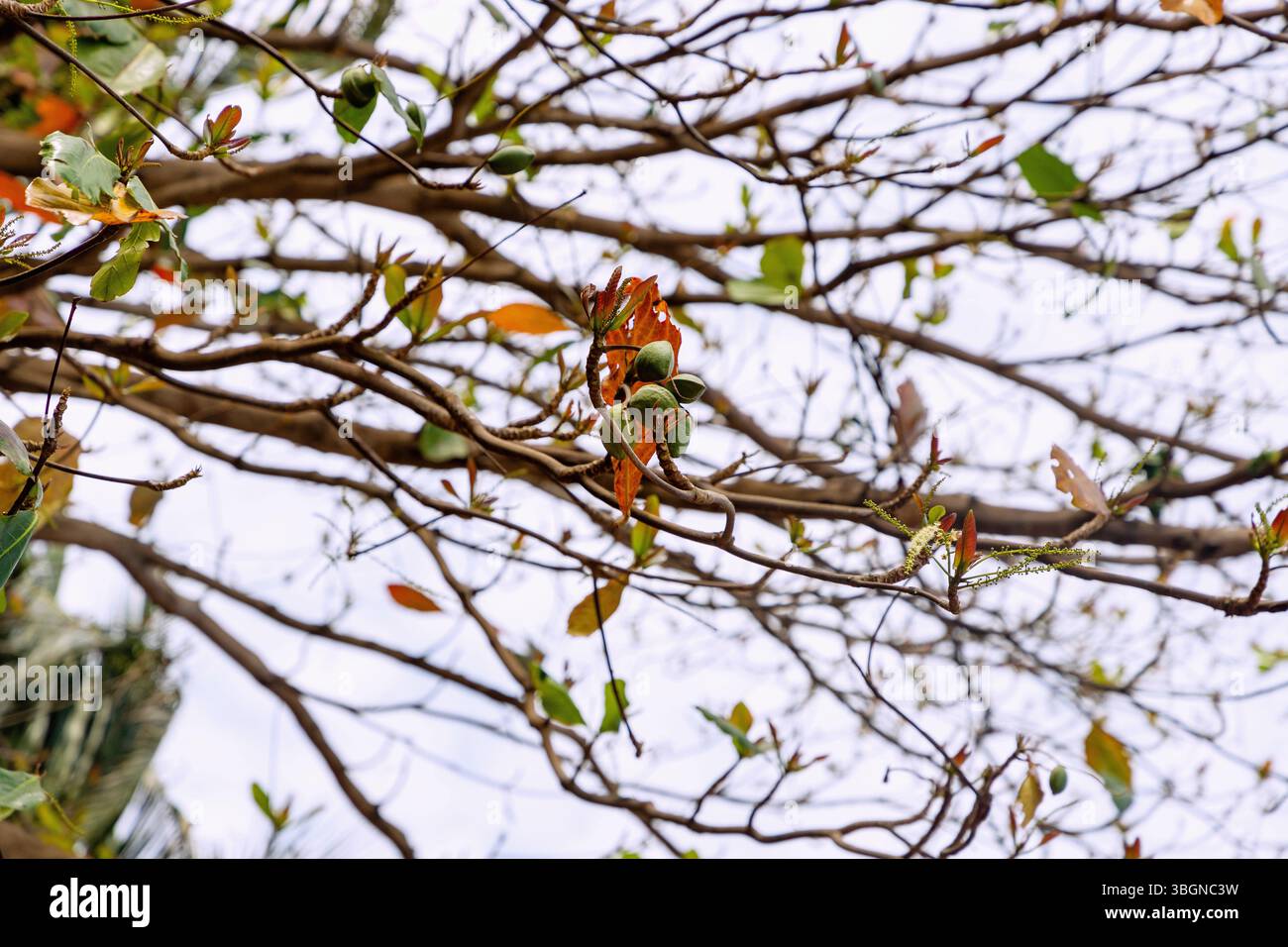 Catappa tree, Terminalia catappa, with ripe almonds on the island of ...