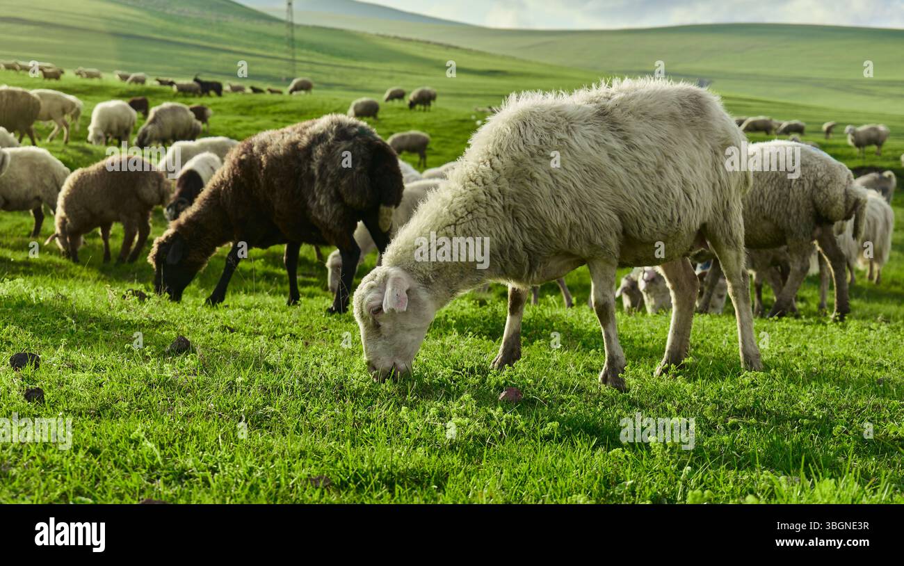 Flocks of sheep are grazing peacefully on vibrant green grass under ...
