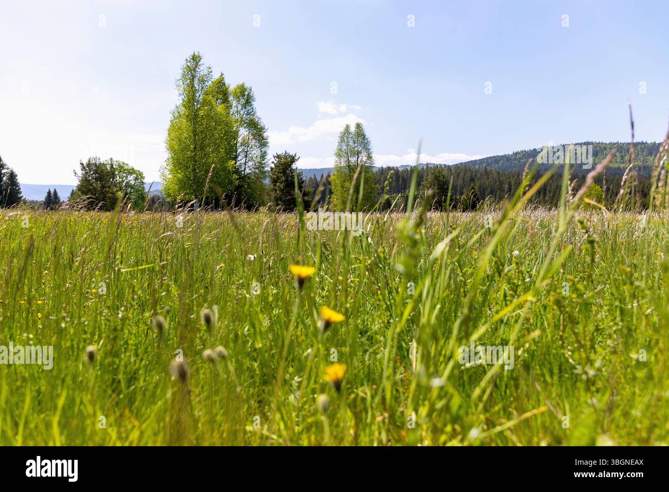 Sumava national park hi-res stock photography and images - Alamy