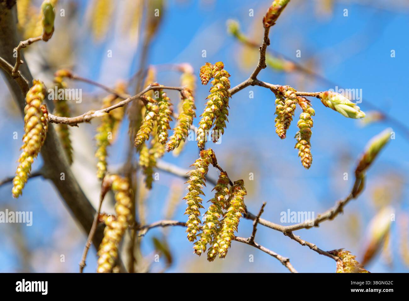 Common hornbeam, Carpinus betulus, branches with flower catkins and ...