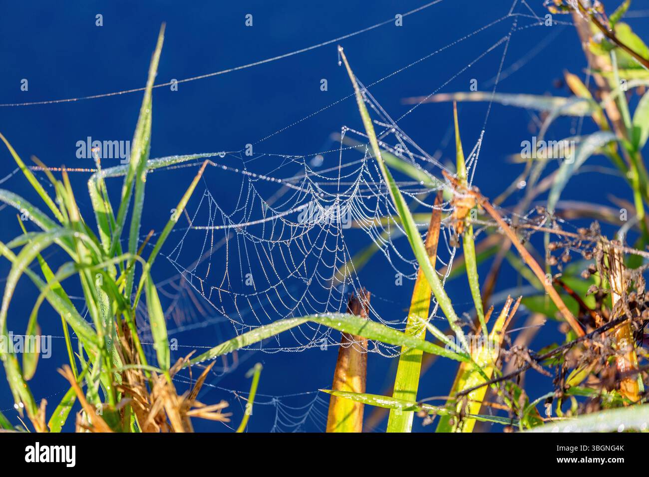 Morning dew in sunlight on spider web and reed plant in Upper Bavaria ...