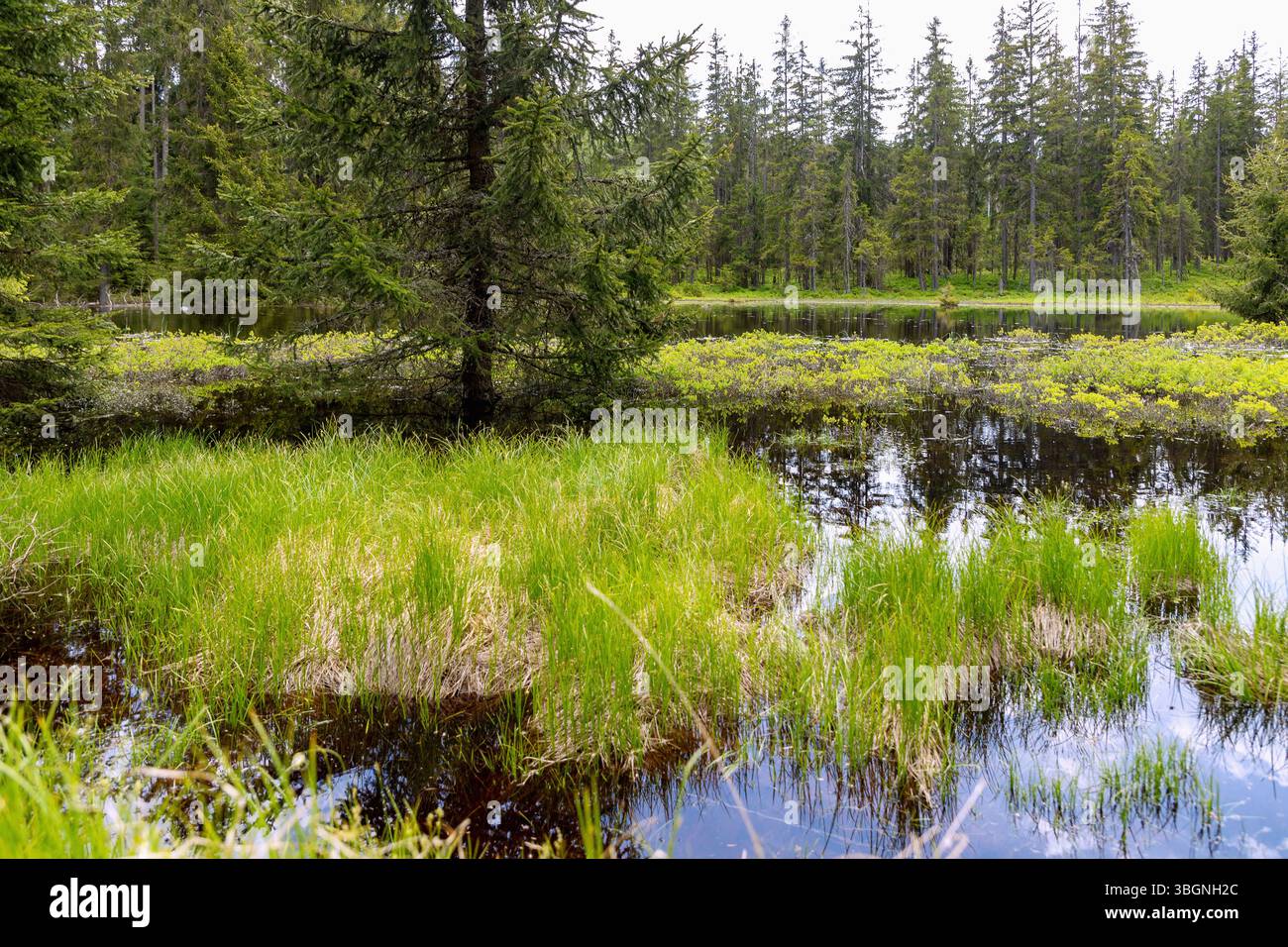 Sumava national park hi-res stock photography and images - Alamy