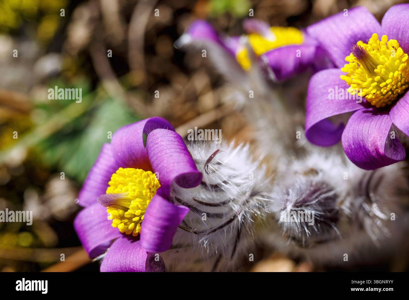 flowering pasque flower (Pulsatilla vulgaris, large pasque flower Stock ...