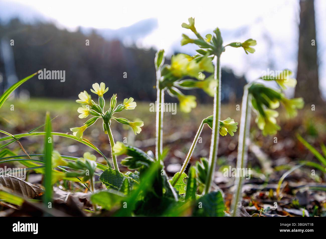 Forest cowslip primula eliator hi-res stock photography and images - Alamy