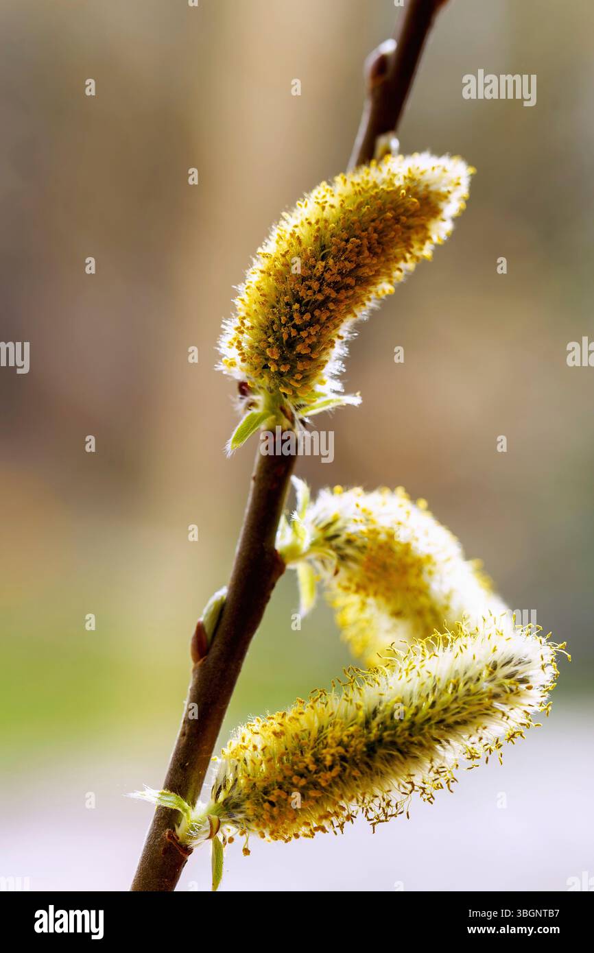 Branch with flowering willow catkins of the willow (Salix caprea ...