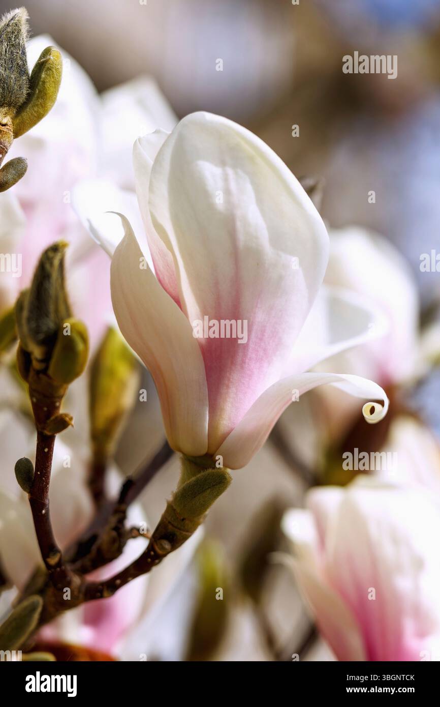 Half-open flower of the Yulan magnolia (Magnolia denudata Stock Photo ...
