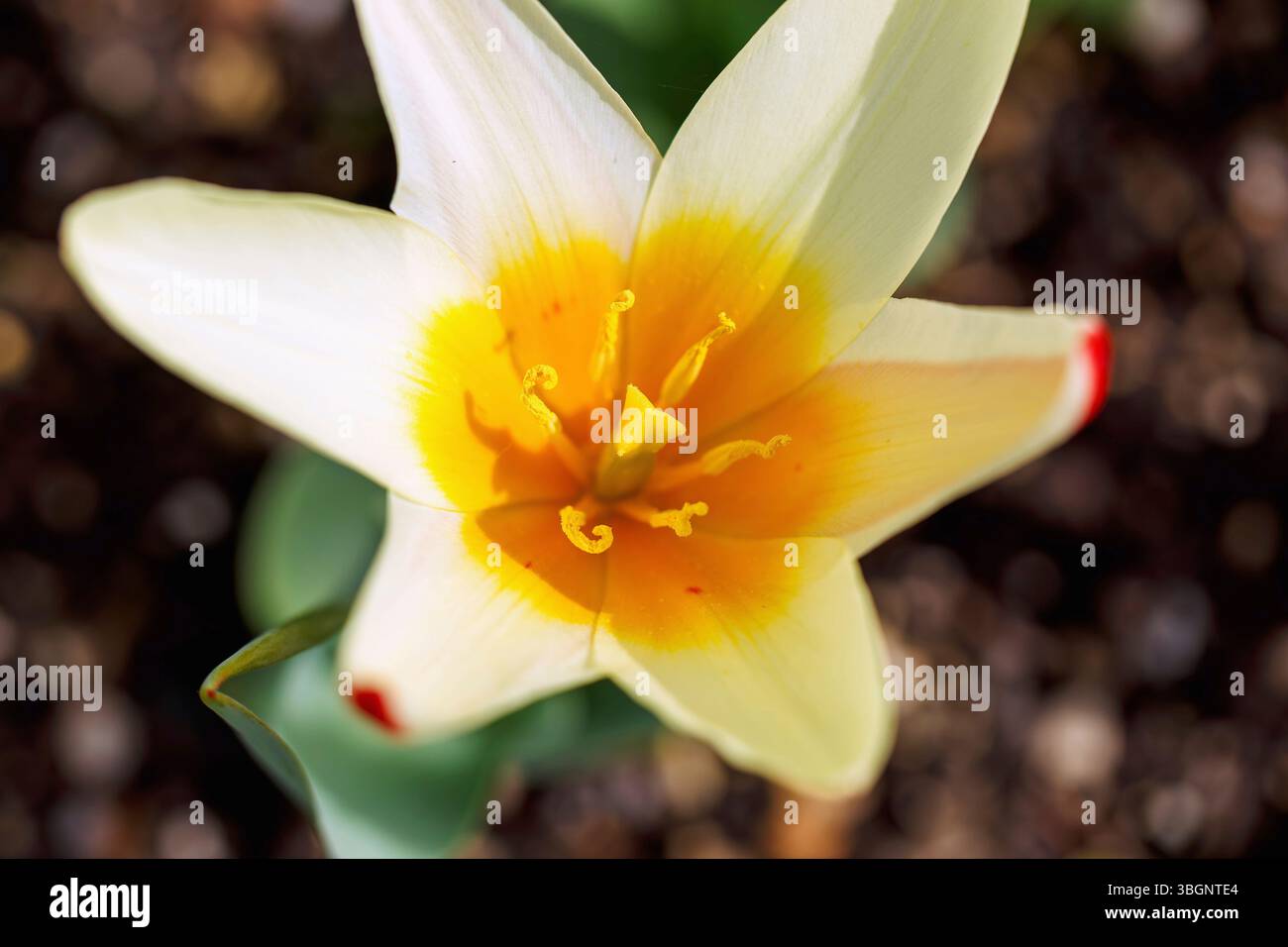 Kaufmann's tulip in bloom (Tulipa Kaufmanniana 'The First', water lily tulip) in flower bed ...