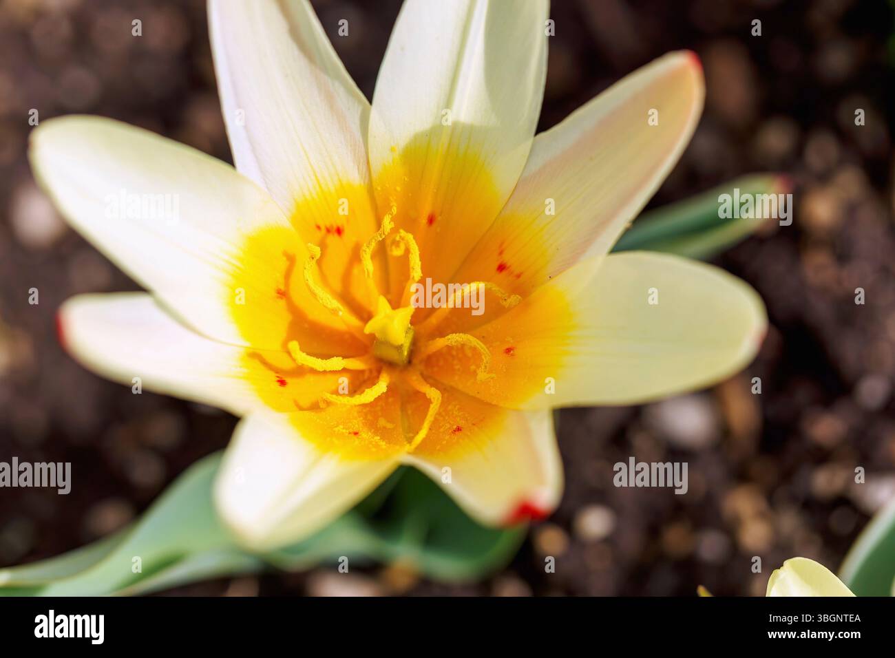 Kaufmann's tulip in bloom (Tulipa Kaufmanniana 'The First', water lily tulip) in flower bed ...