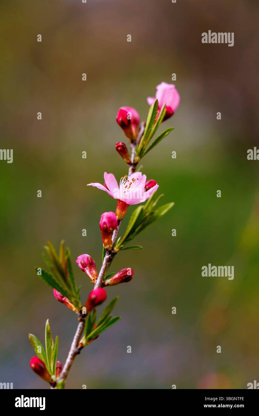 Flower buds of the narrow-leaved plum (Prunus angustifolia Marshall ...