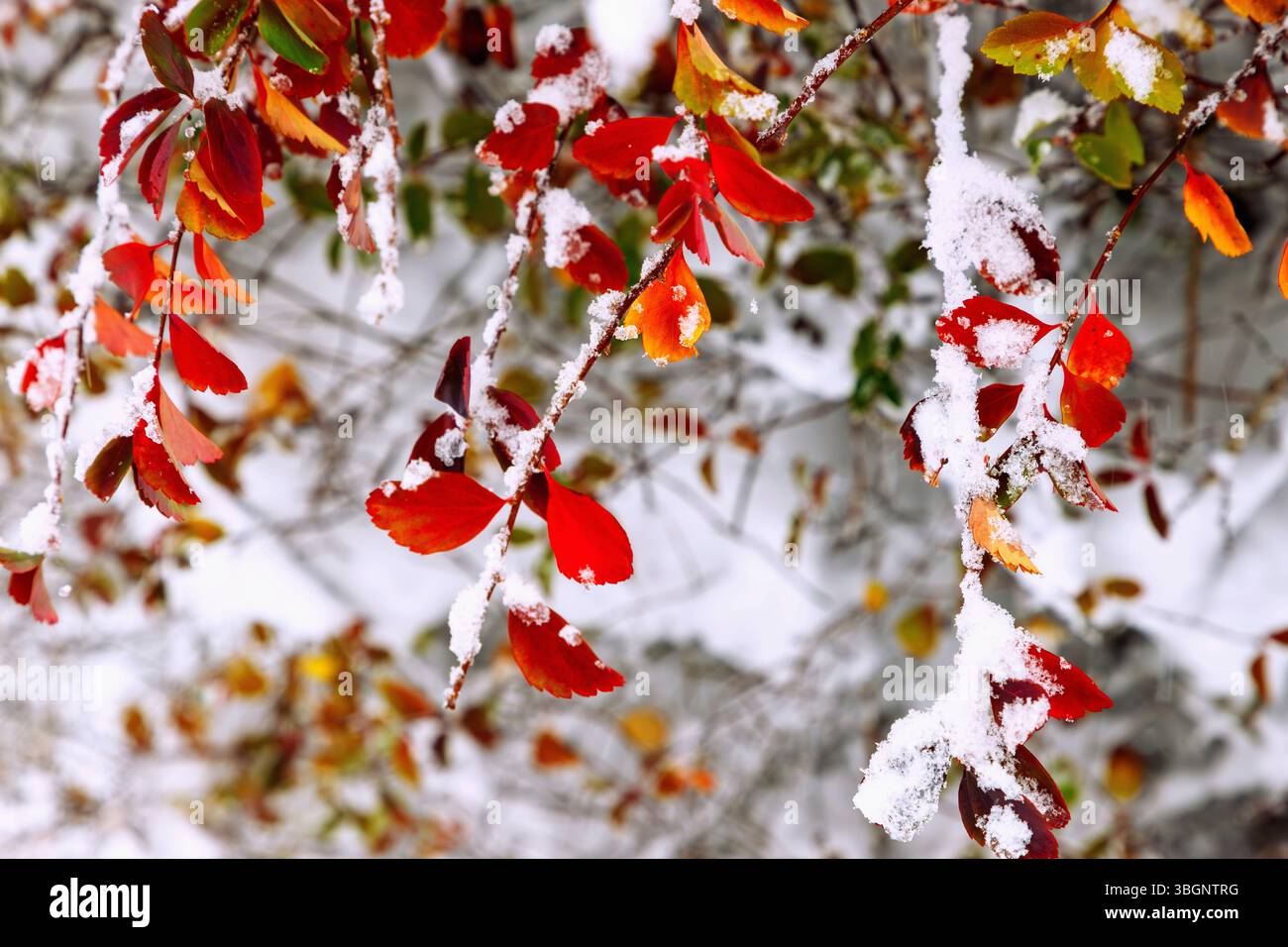 Spirea shrub (Spiraea), red leaves in winter with snow and snow ...