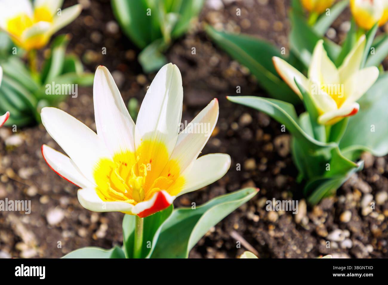 Kaufmann's tulips in bloom (Tulipa Kaufmanniana 'The First', water lily tulip) in flower bed ...