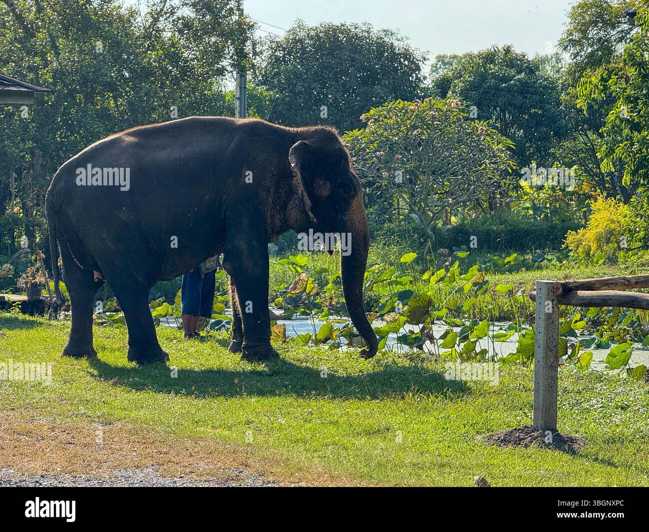 Bangkok, Thailand - November 11, 2024: Elephants stand in tropical ...
