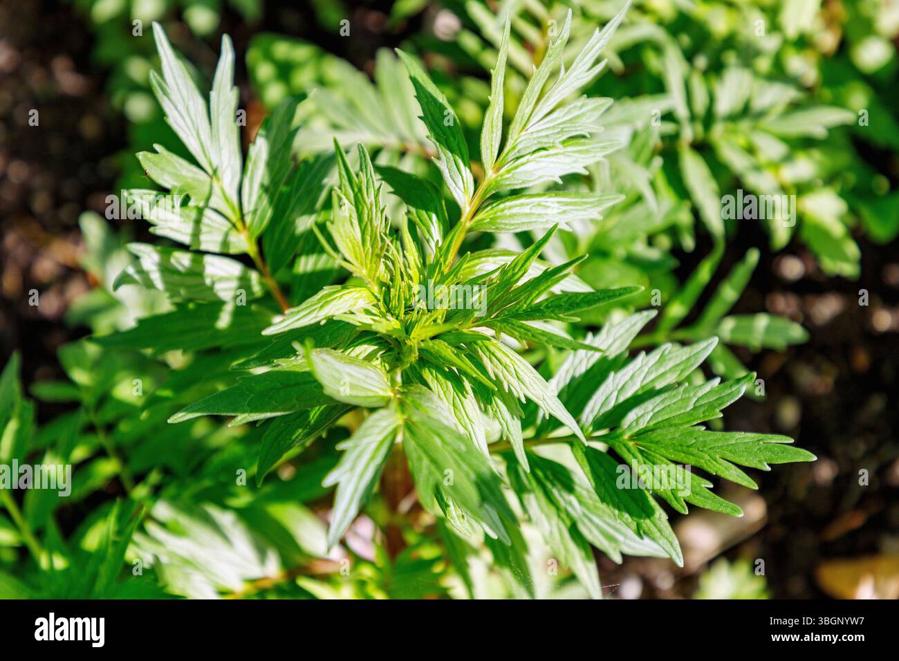 Valerian herb hi-res stock photography and images - Alamy
