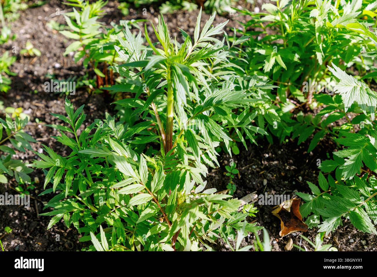 Valerian herb hi-res stock photography and images - Alamy