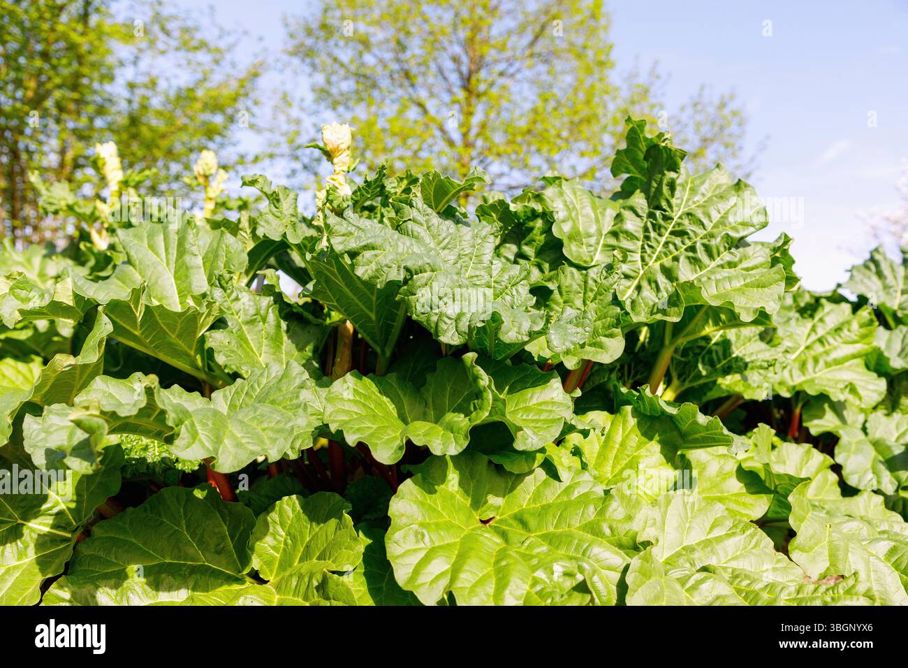 Common rhubarb (Rheum rhabarbarum, common rhubarb, vegetable rhubarb ...