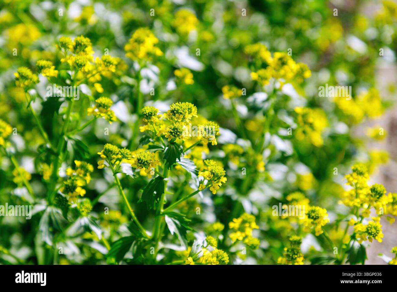 True barbara herb in the vegetable patch in the garden hi-res stock ...