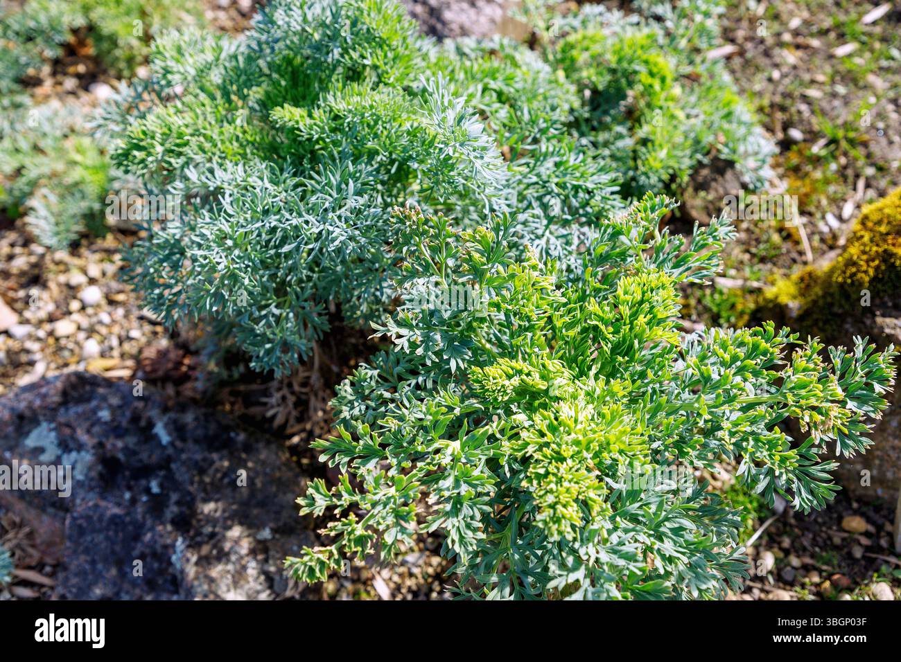 Mountain fennel (Seseli montanum, mountain sesel) in the natural garden ...