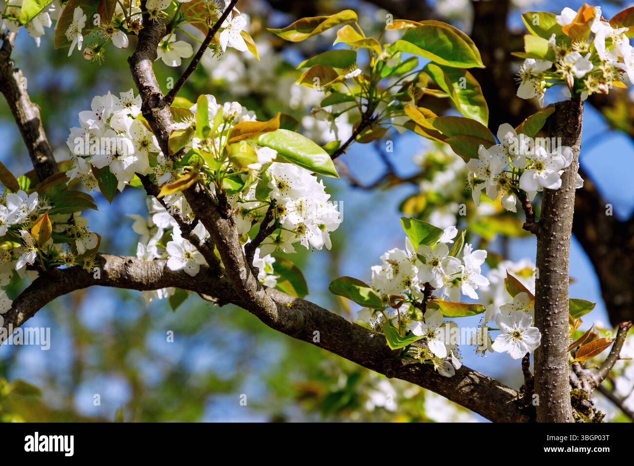 Flowering Japanese pear (Pyrus pyrifolia Hosui, sand pear tree, Asian ...