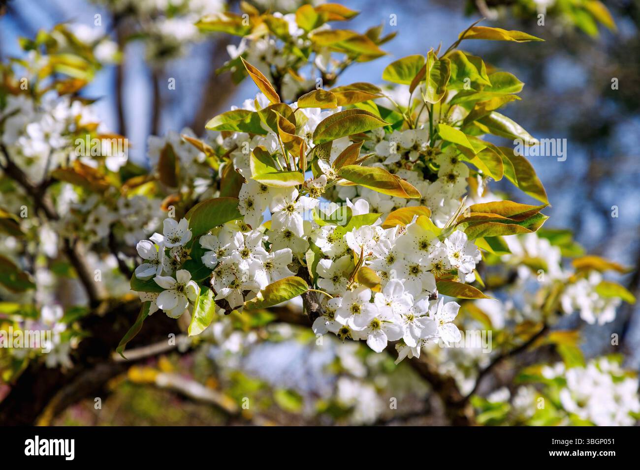 Flowering Japanese pear (Pyrus pyrifolia Hosui, sand pear tree, Asian ...