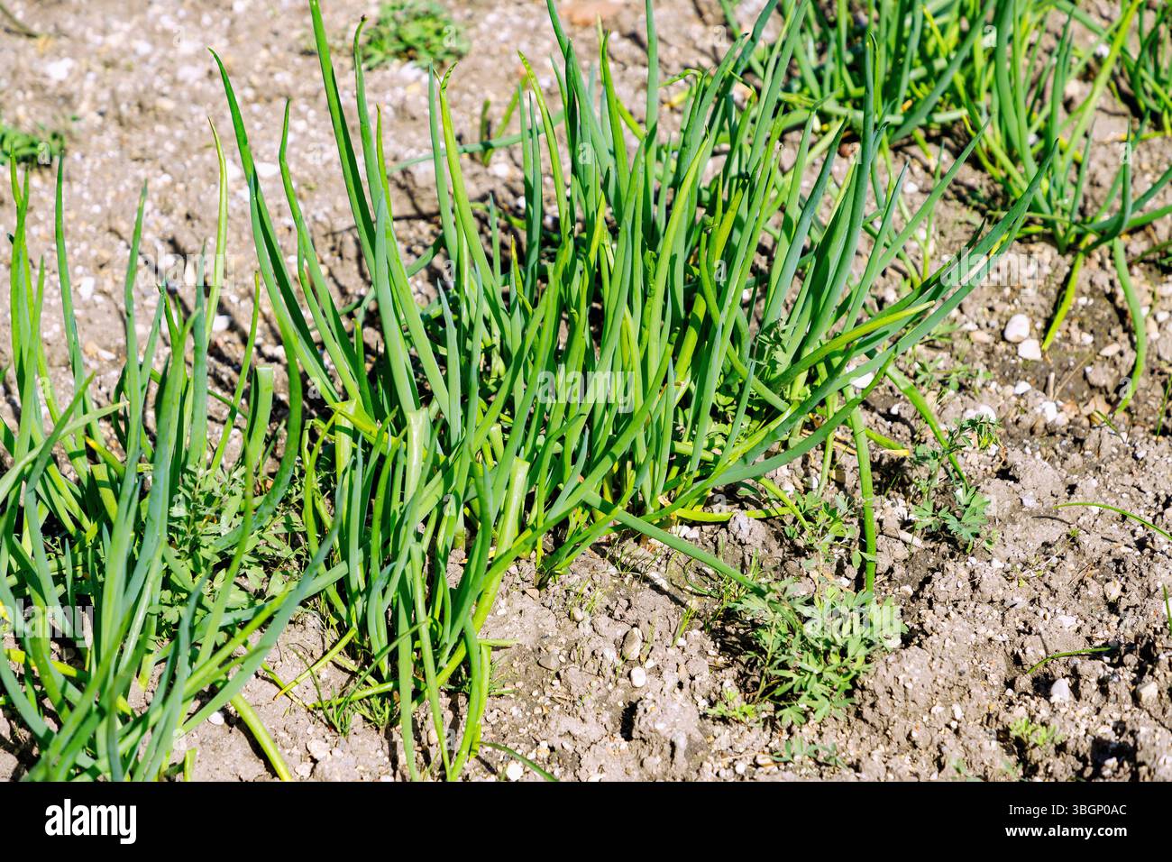 Johns leek hi-res stock photography and images - Alamy