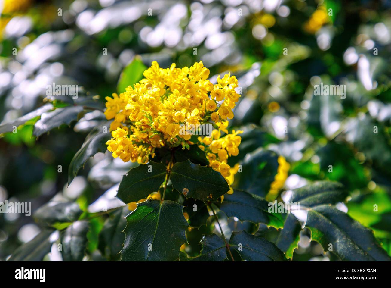 flowering common mahonia (Mahonia aquifolium, holly-leaved mahonia ...