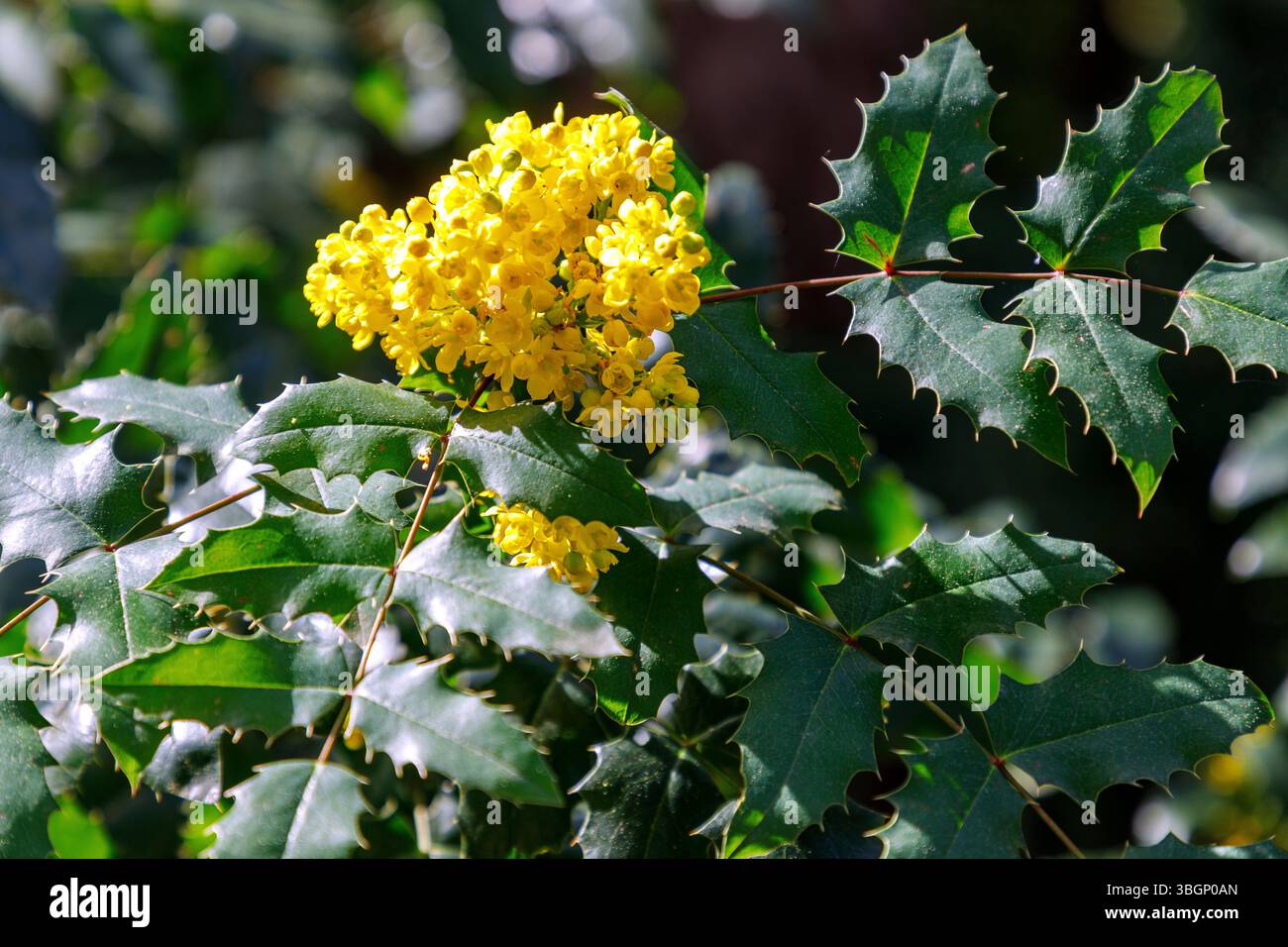 flowering common mahonia (Mahonia aquifolium, holly-leaved mahonia ...