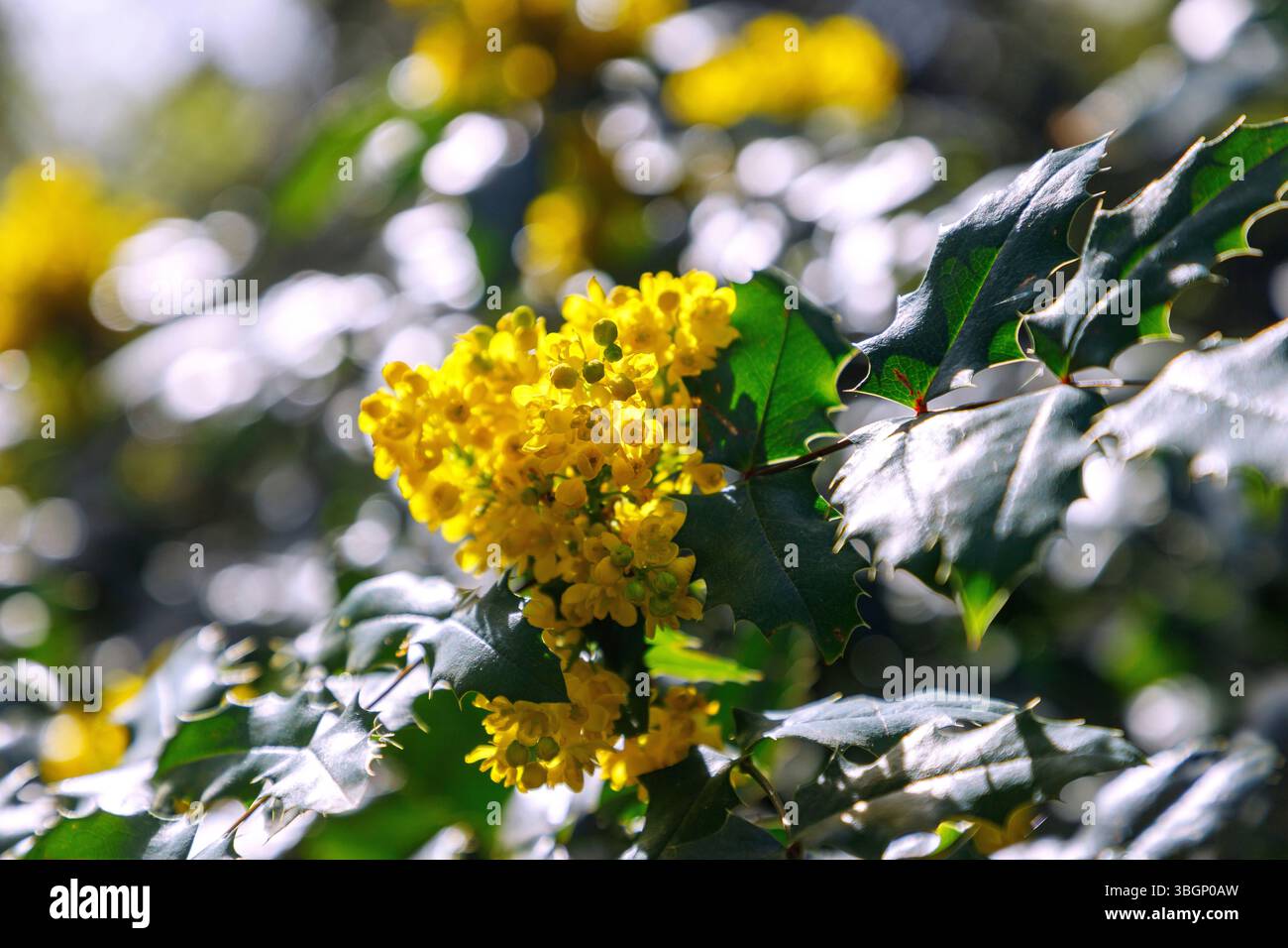 flowering common mahonia (Mahonia aquifolium, holly-leaved mahonia ...