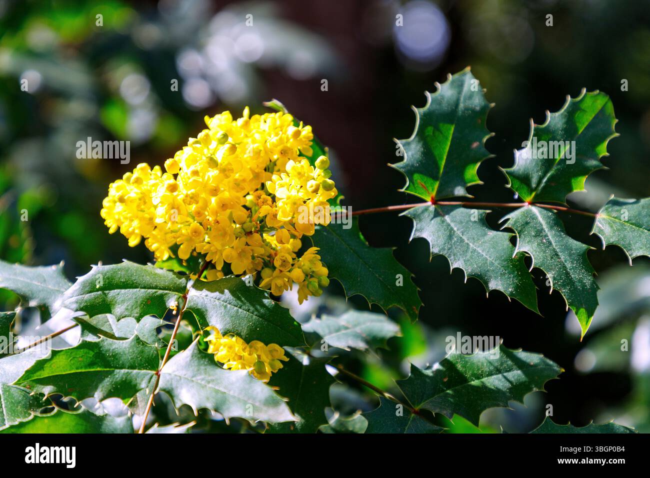 flowering common mahonia (Mahonia aquifolium, holly-leaved mahonia ...