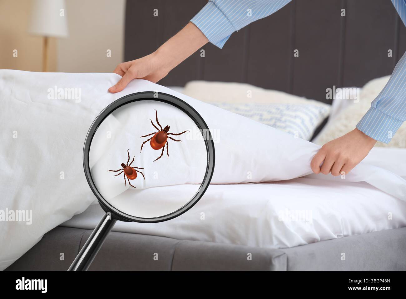 Looking at bed mites through magnifying glass Stock Photo - Alamy