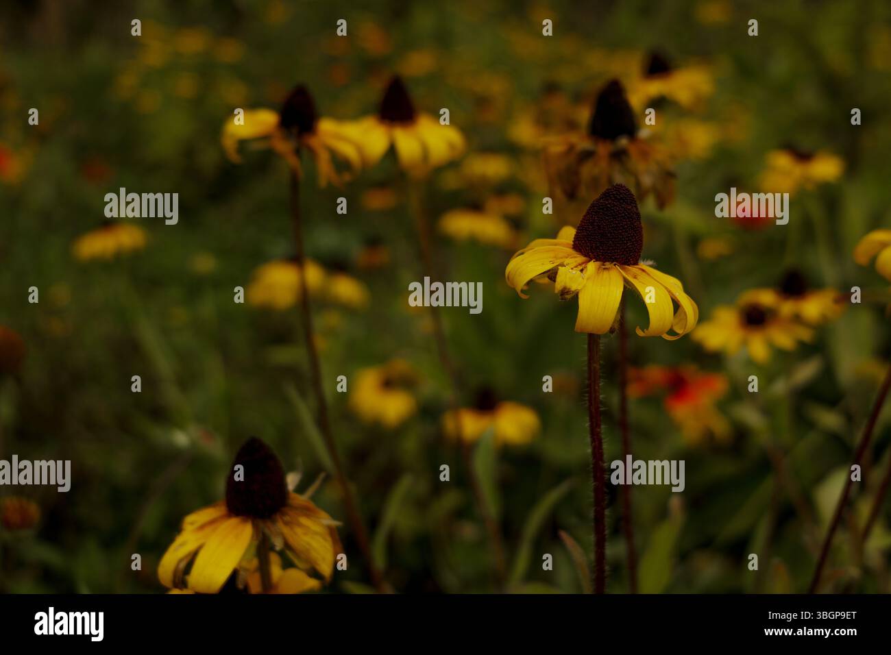 Cinematic flowers hi-res stock photography and images - Alamy
