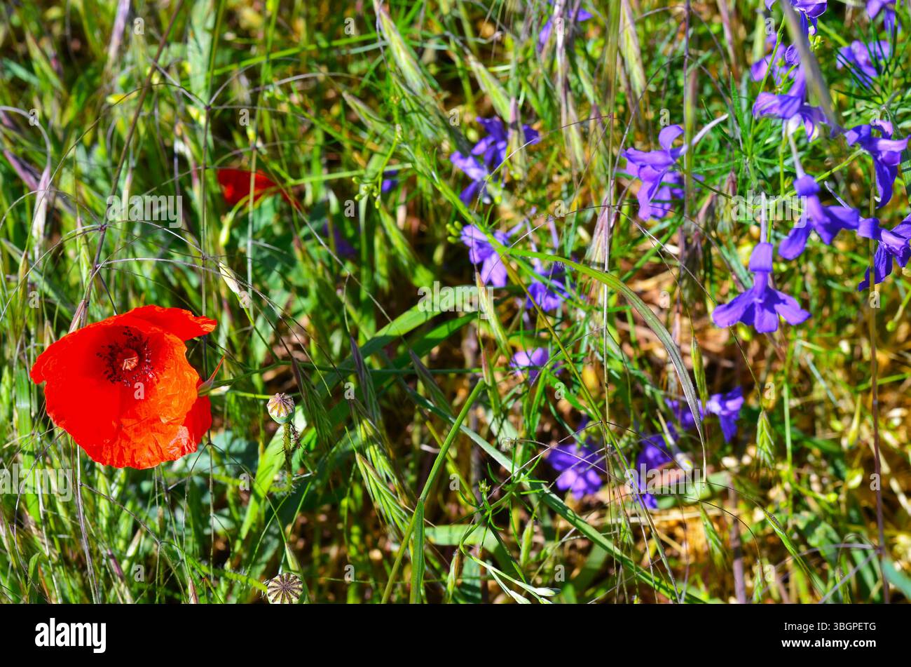 Blue and red wildflowers hi-res stock photography and images - Alamy
