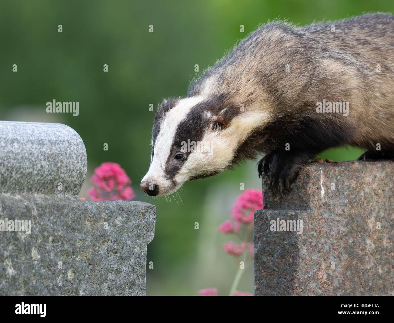 wild badger in the city of Bristol UK [ Meles Meles] Stock Photo - Alamy