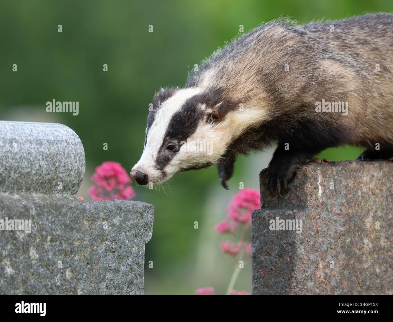 wild badger in the city of Bristol UK [ Meles Meles] Stock Photo - Alamy