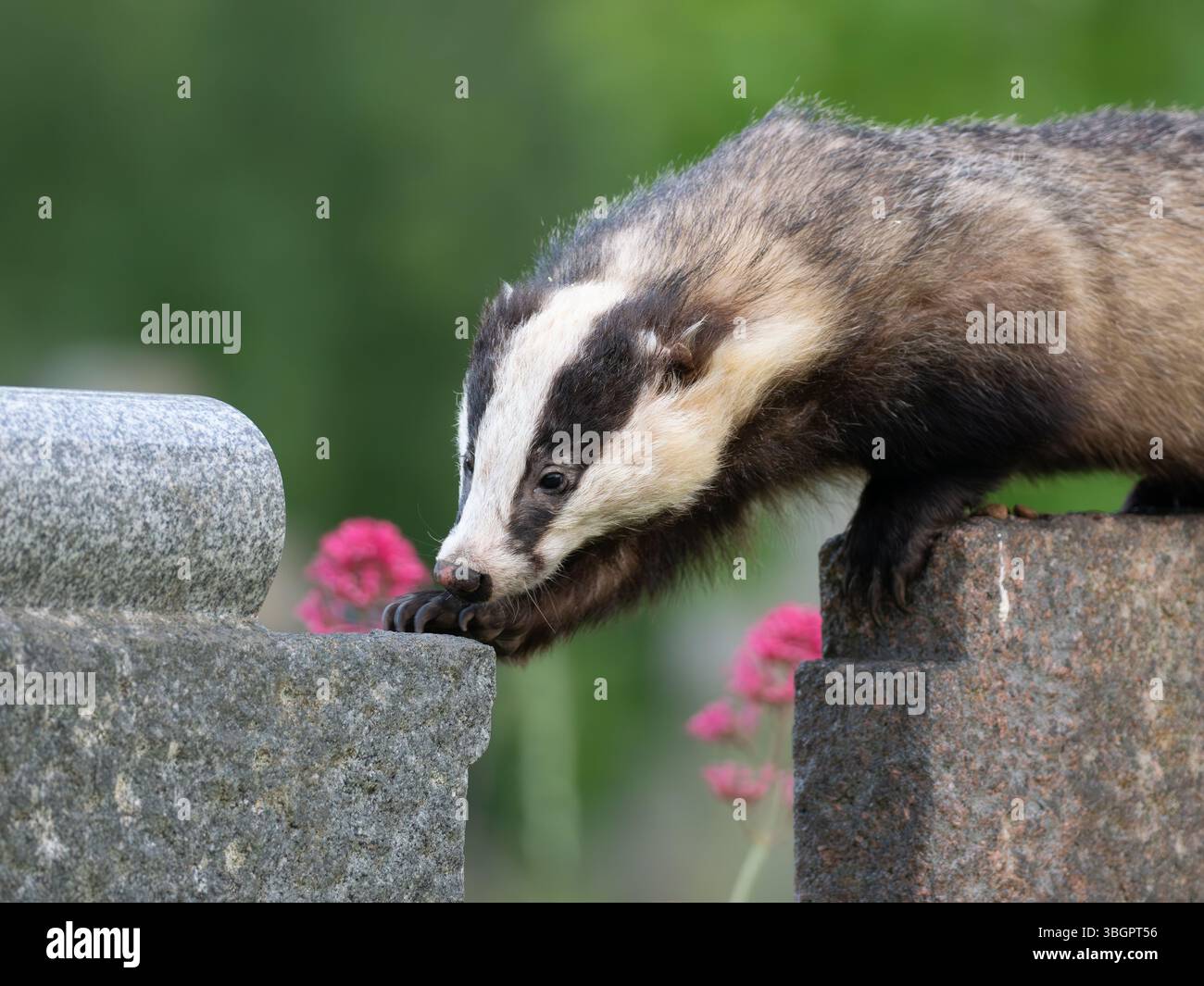 wild badger in the city of Bristol UK [ Meles Meles] Stock Photo - Alamy
