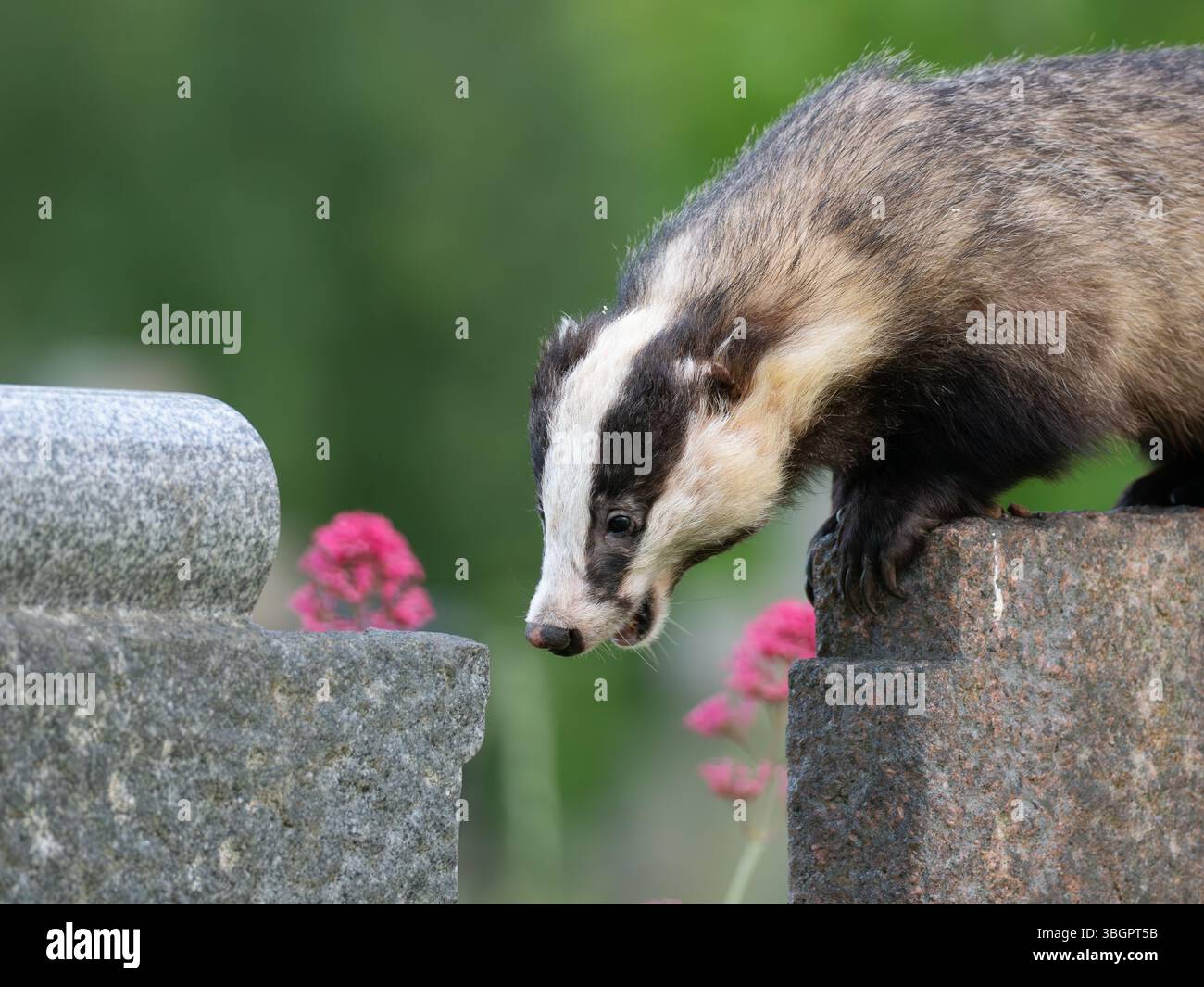 wild badger in the city of Bristol UK [ Meles Meles] Stock Photo - Alamy