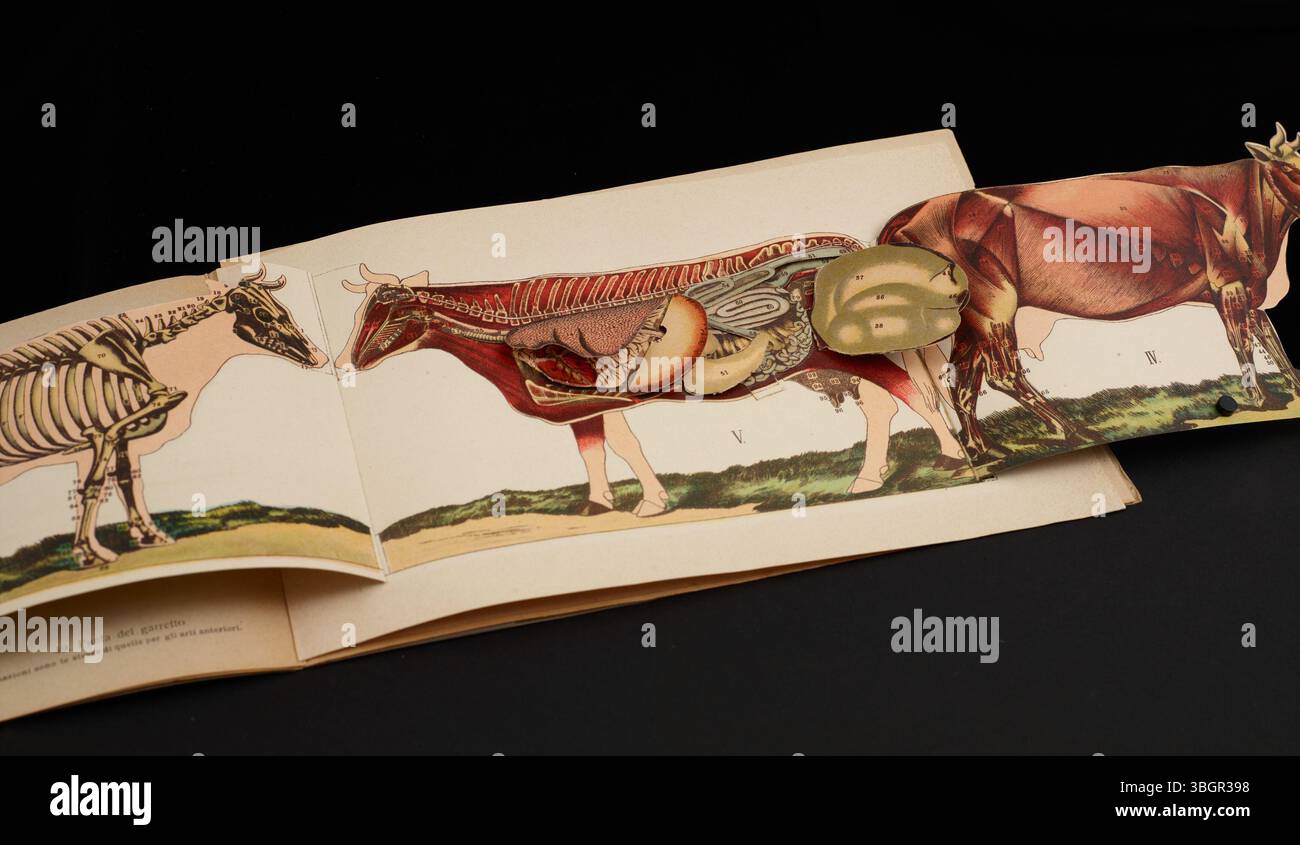Cow anatomy hi-res stock photography and images - Alamy