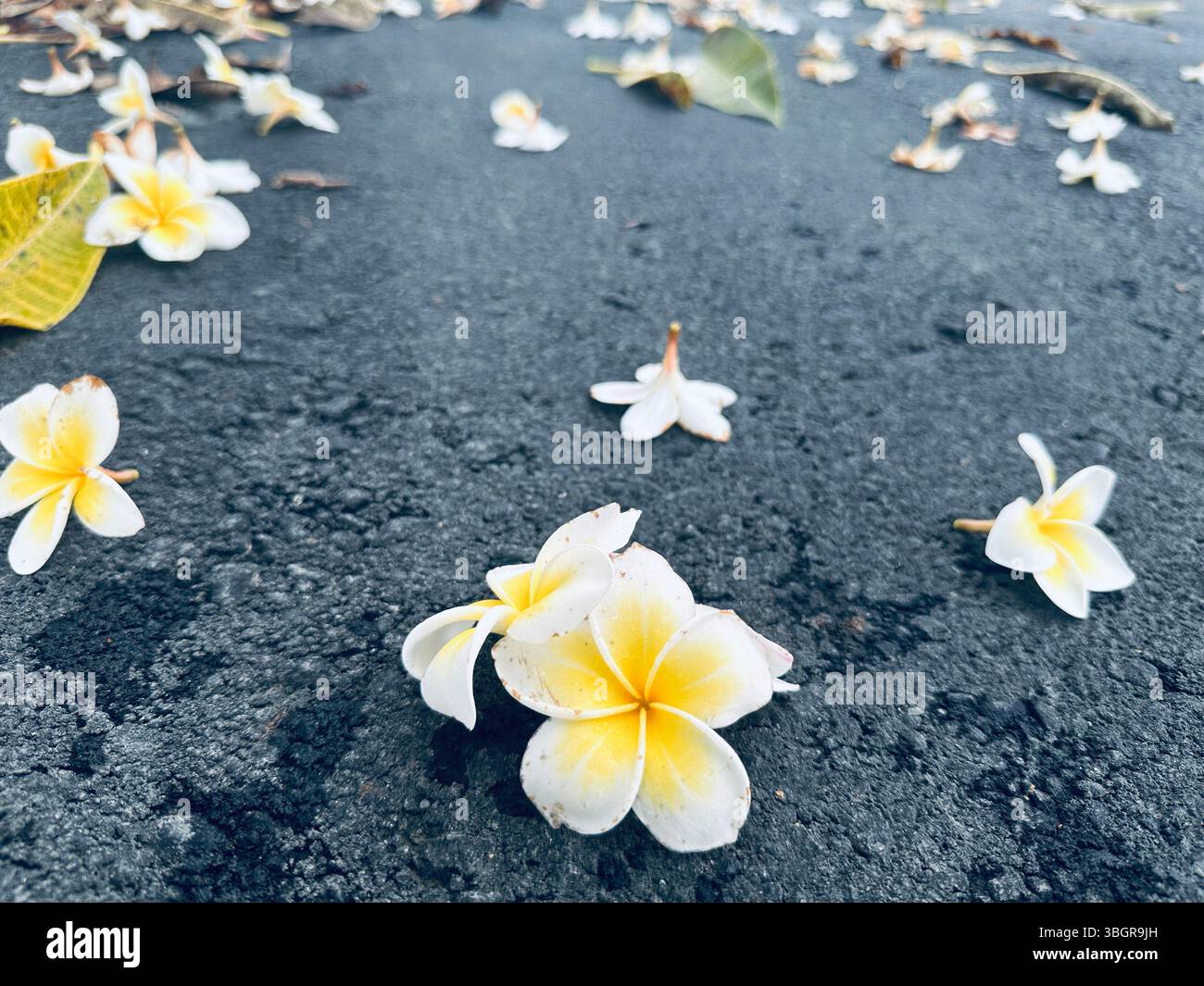 The Beauty in a Withering Bloom Stock Photo - Alamy