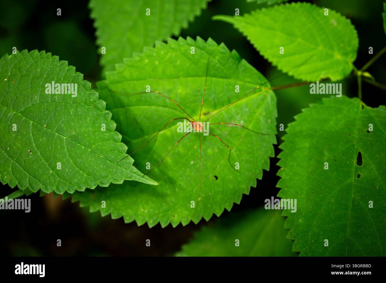 Small Daddy Long Legs Spider Crosses Leaf in New River Gorge National ...