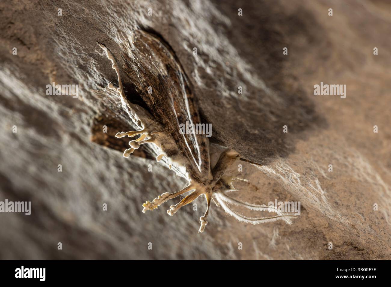 Closeup butterfly Tissue moth (Triphosa dubitata) infected by mycelium ...