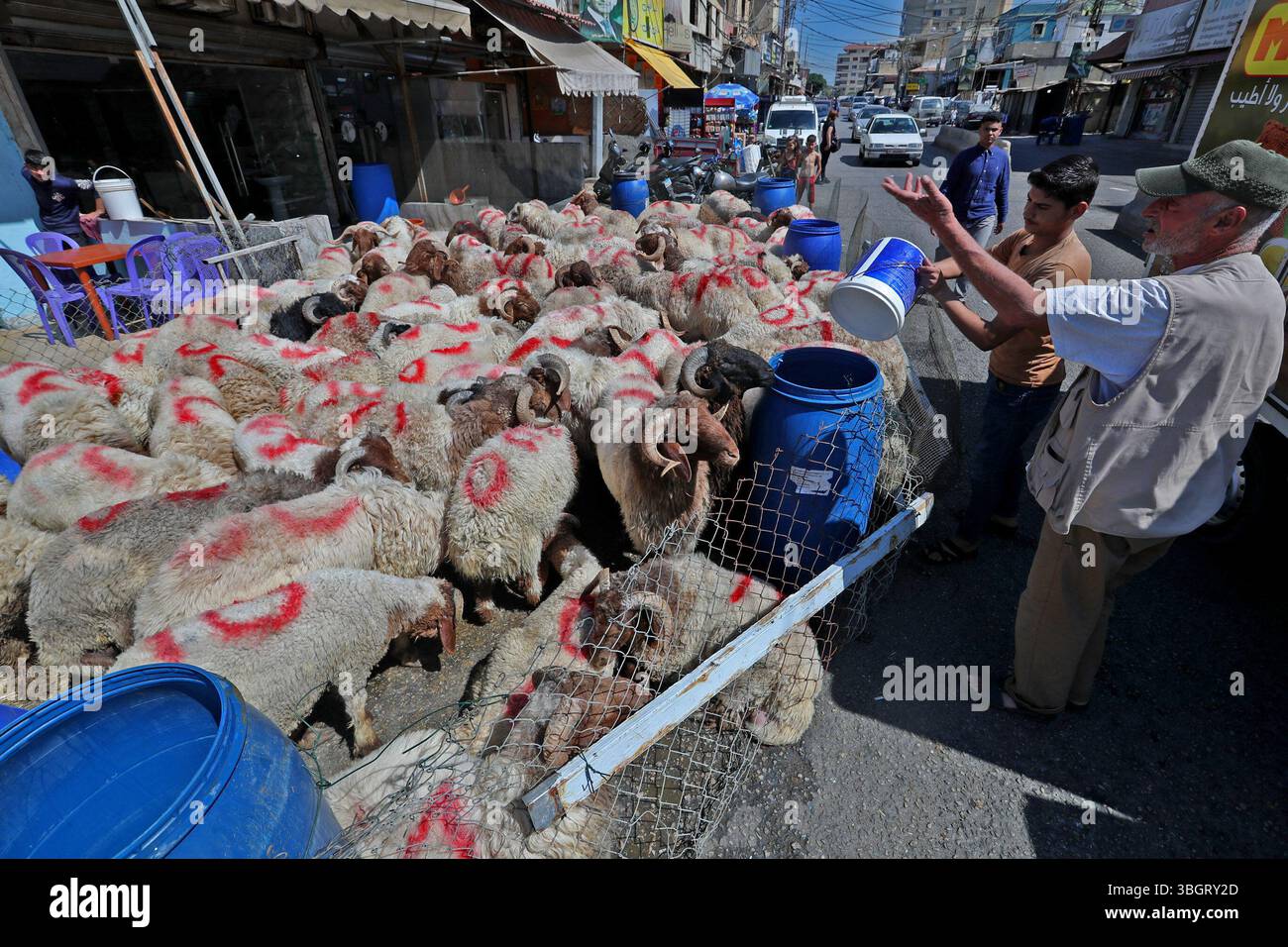 Beirut, Lebanon. 5th June, 2025. People shop for sheep in preparation ...