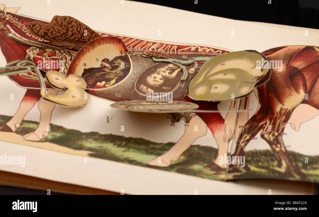 Anatomy cow organs hi-res stock photography and images - Alamy