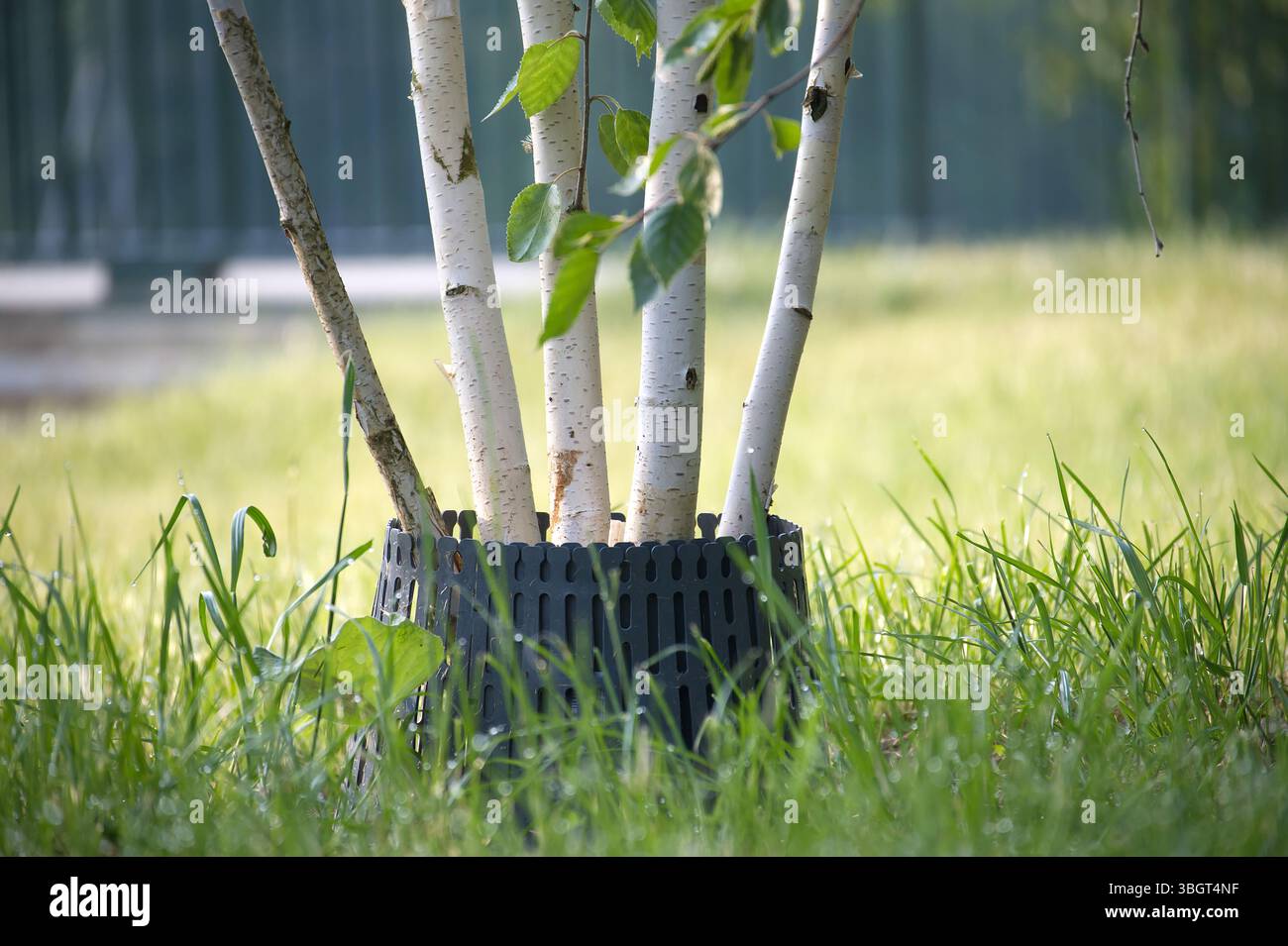 Young birch tree container hi-res stock photography and images - Alamy