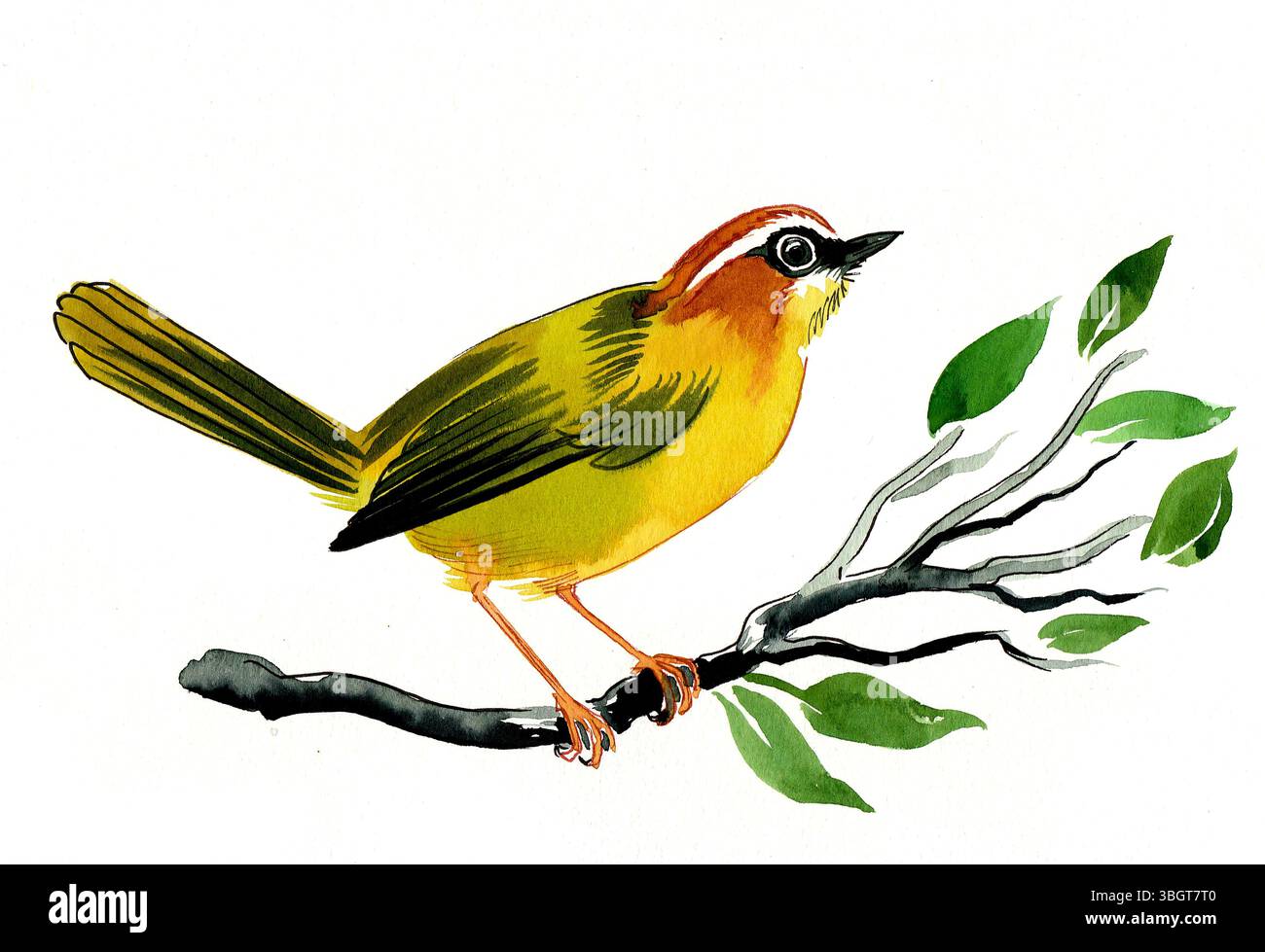 Illustration painting bird sitting on Cut Out Stock Images & Pictures ...